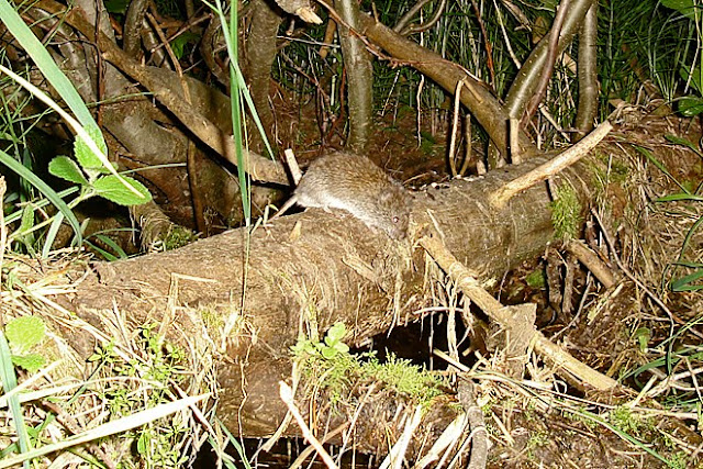 Camera Trap Codger: A hold out from the Pleistocene