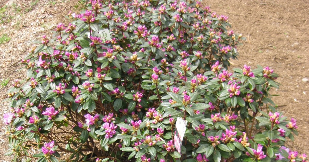 Victoria Gardens: PJM 'Elite' Rhododendron