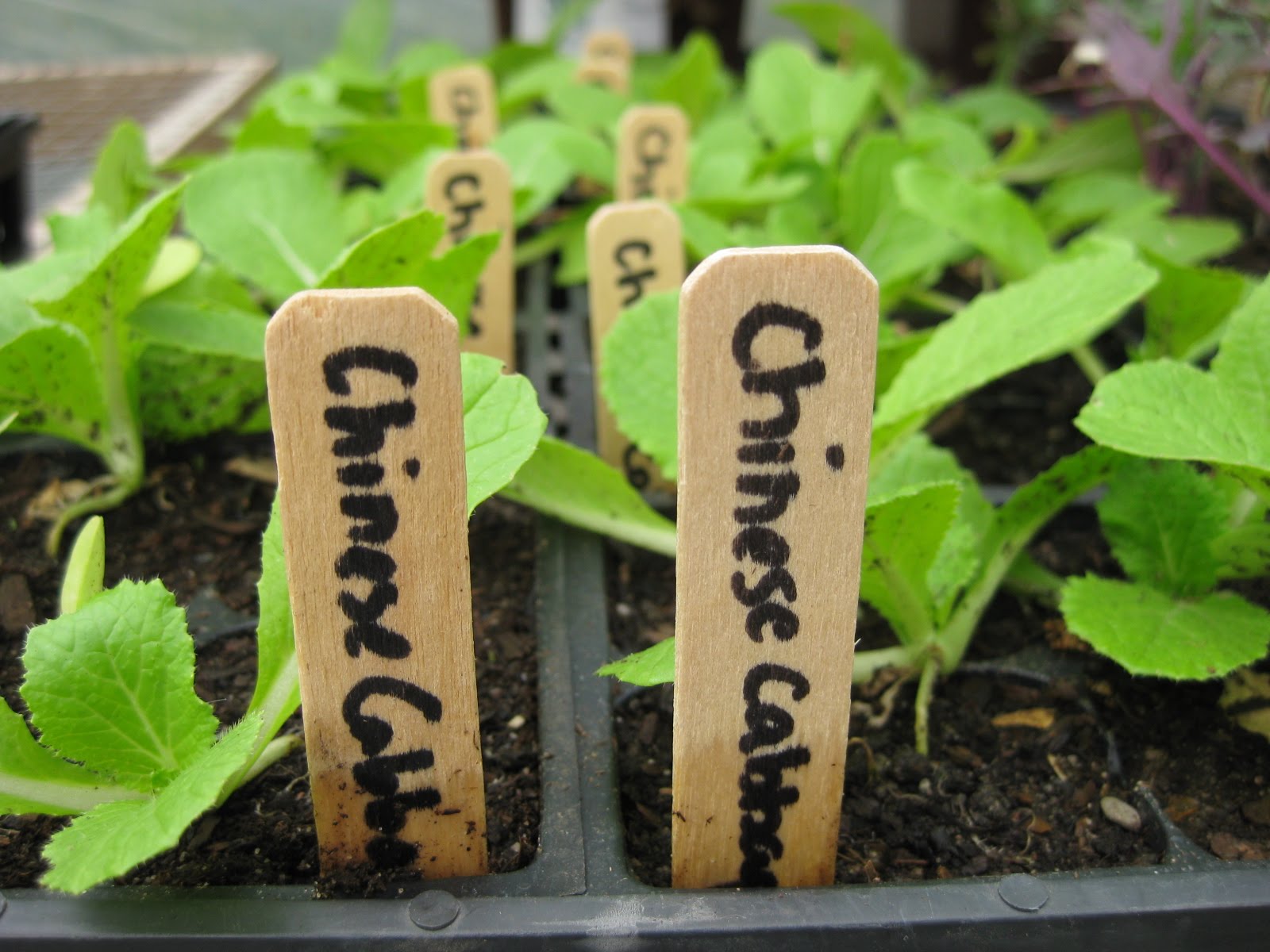 Victoria Gardens: Organic, heirloom, locally-grown vegetable starts are ...