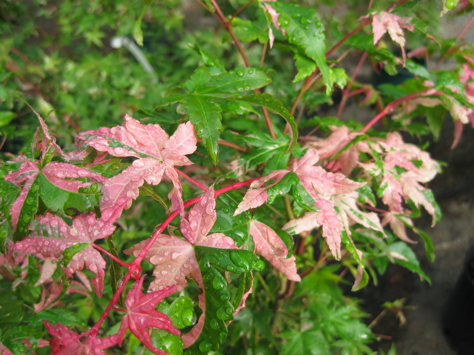 Victoria Gardens: Pink, white, green and 20% off, oh my! Japanese Maple ...