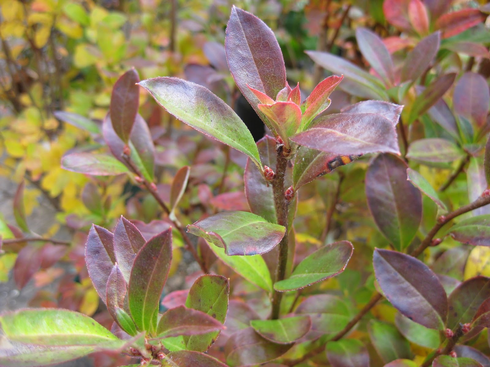 Victoria Gardens: Fab, Fab, Fall Foliage: Azalea viscosum 'Pink Mist ...