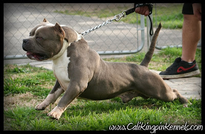 American Bully: Goliath II - G2