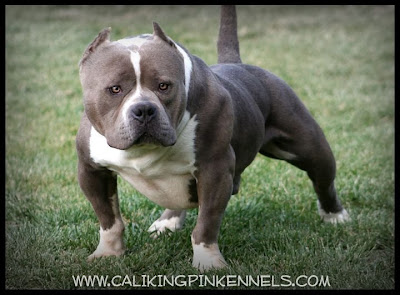 American Bully: Goliath II - G2