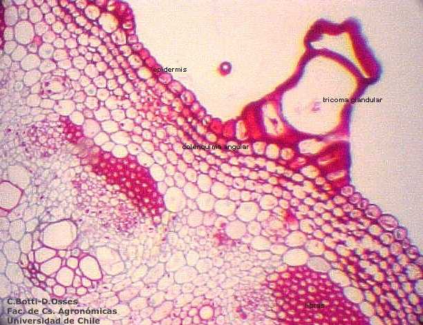 anatomìavegetalimelda: Sistema Fundamental, Parénquima, Colénquima ...