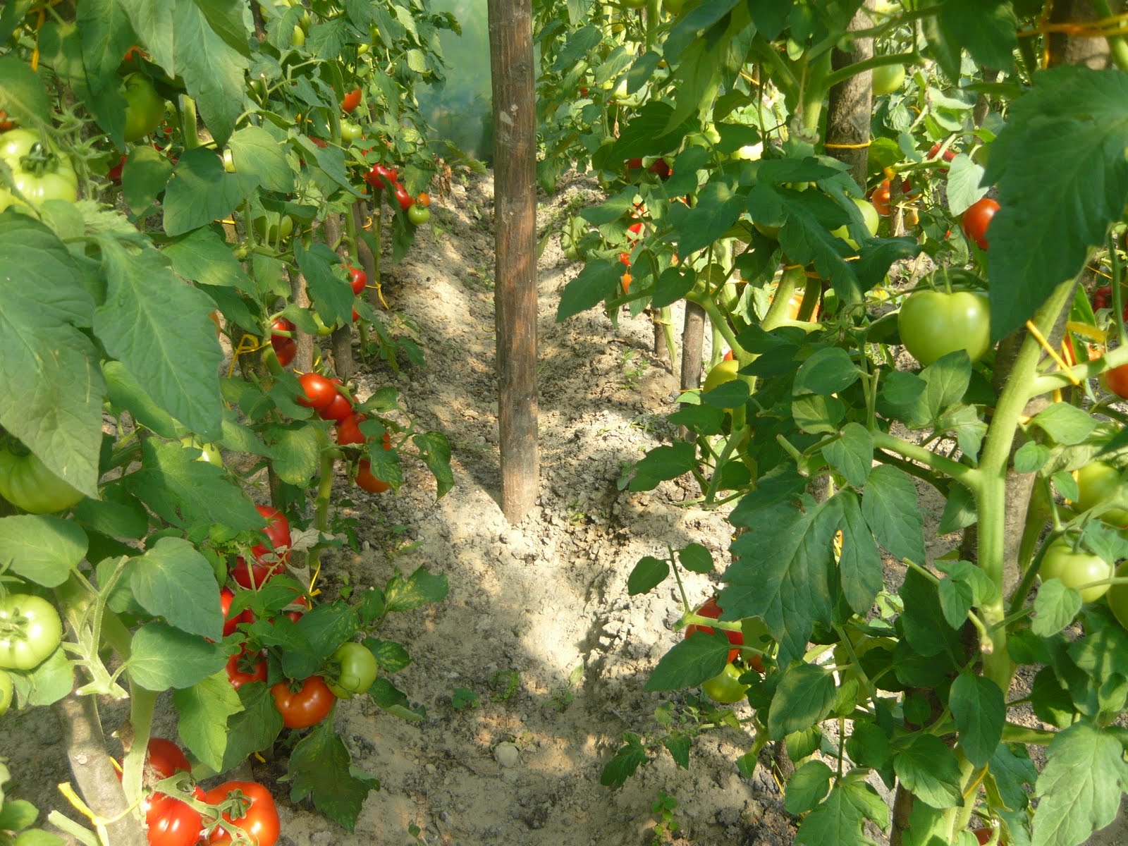 Vanessa....: DESPRE LEGUME...