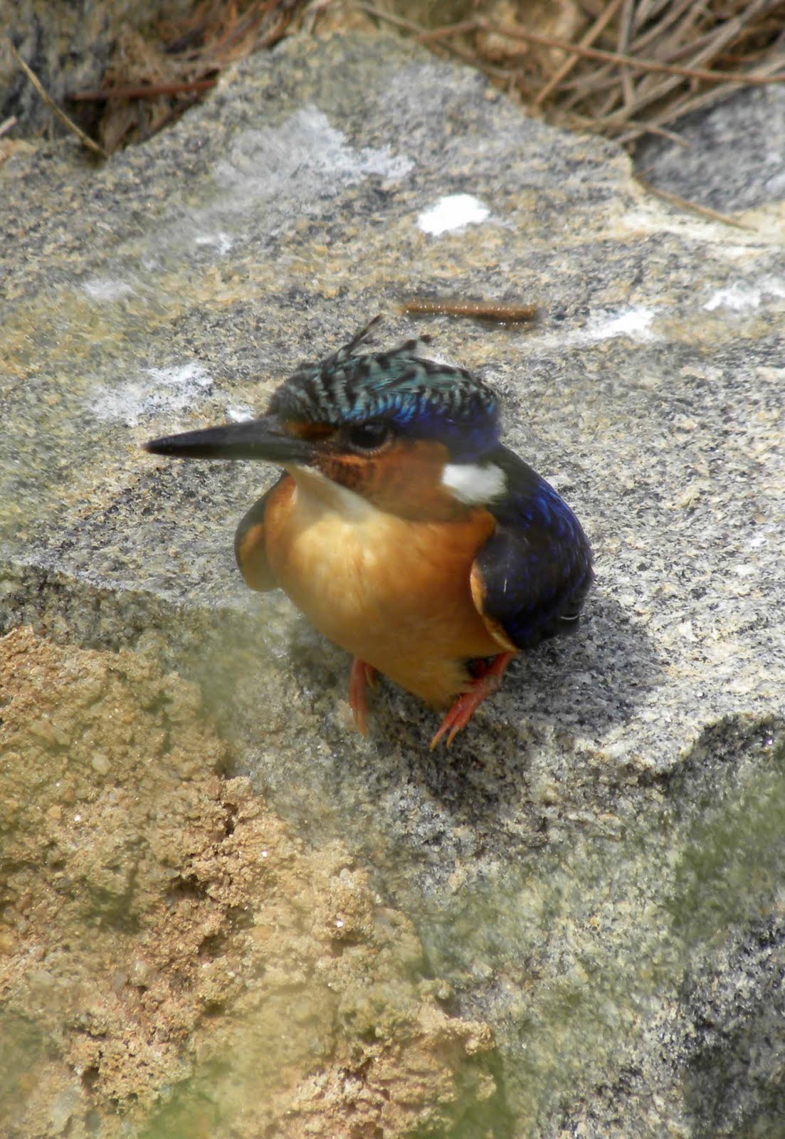 Faune/Flore à Madagascar: Martin-pêcheur malachite