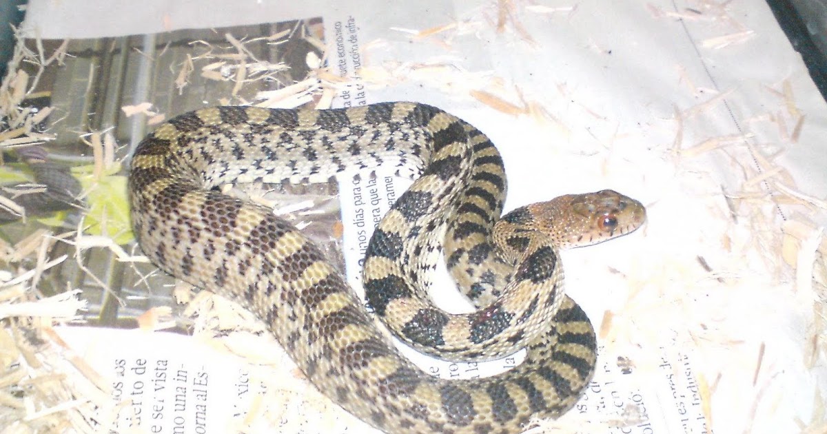 Zlayer Herps: El cincuate o alicante (pituophis deppei deppei)