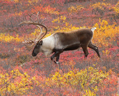 Sur les traces des Caribous...: Ca vous dit un "Safari à l'orignal"?!?!