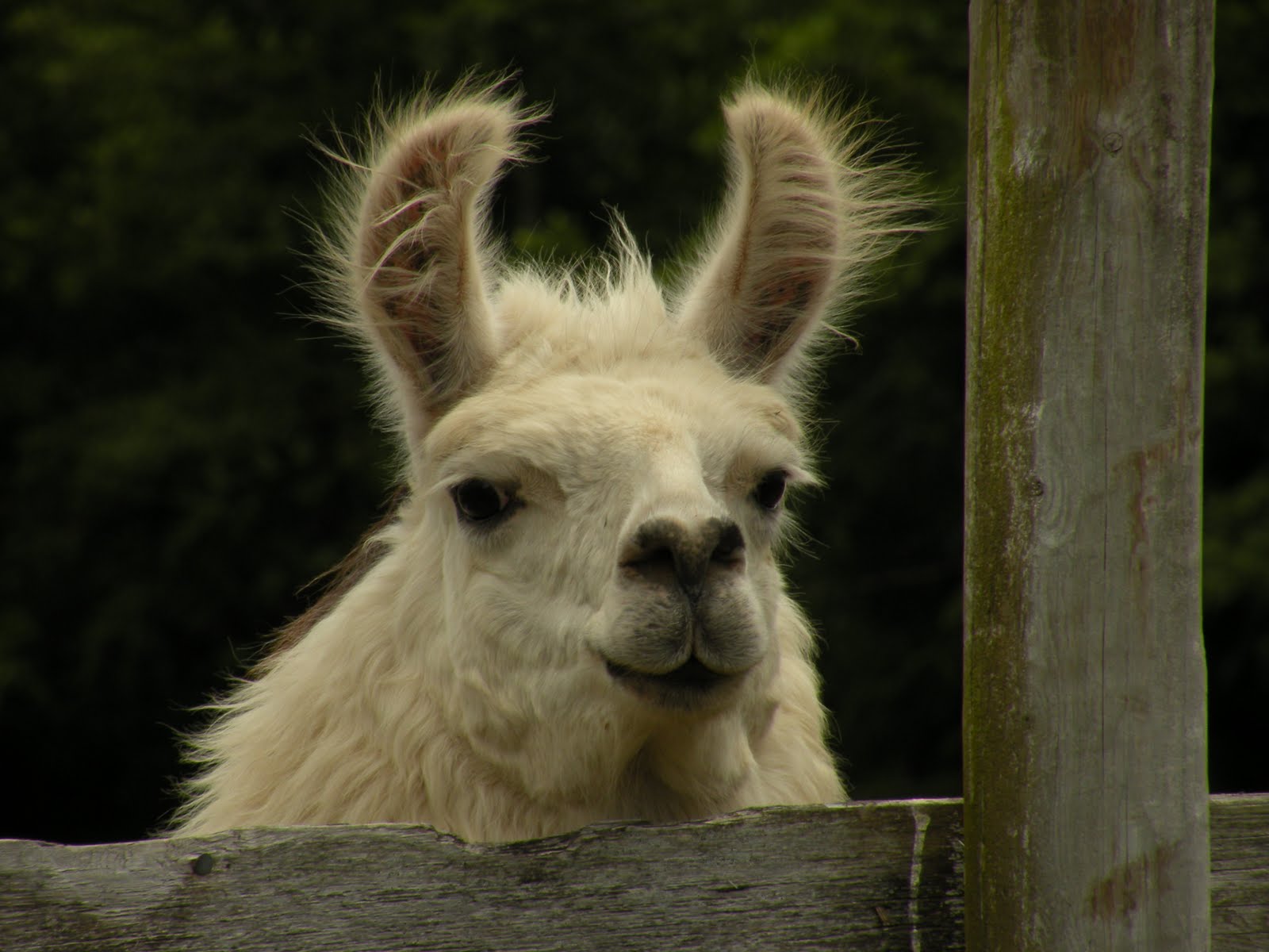 farmlass: Llama land...