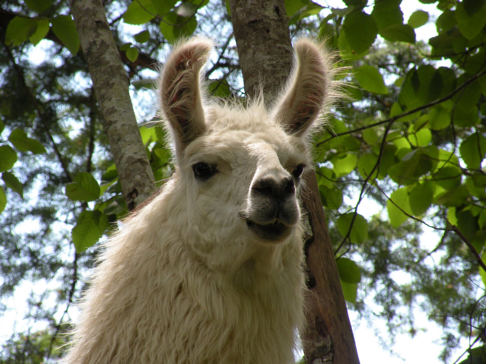 farmlass: Llama land...