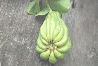 FLORA MALAYSIA: Malaysia Kaya Dengan Buah Limau