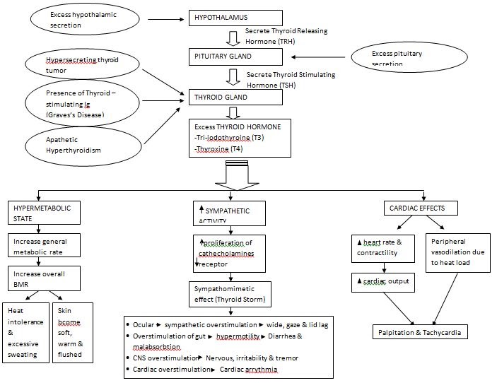 Hyperthyroidism: Pathophysiology