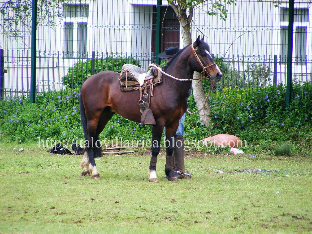 italo_chileno: Preparación de Potro para Rodeo.