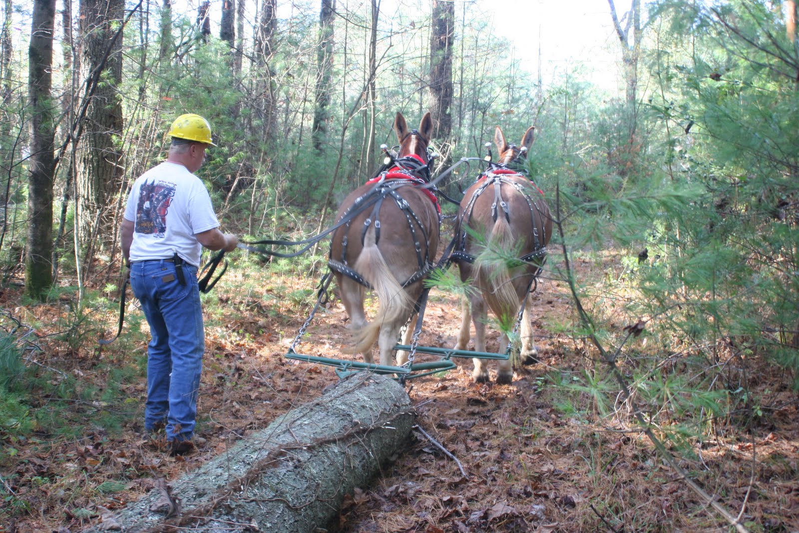 St.Clair Red Mule Farm -Mule & Donkey Adventures: DuPont State Forest ...