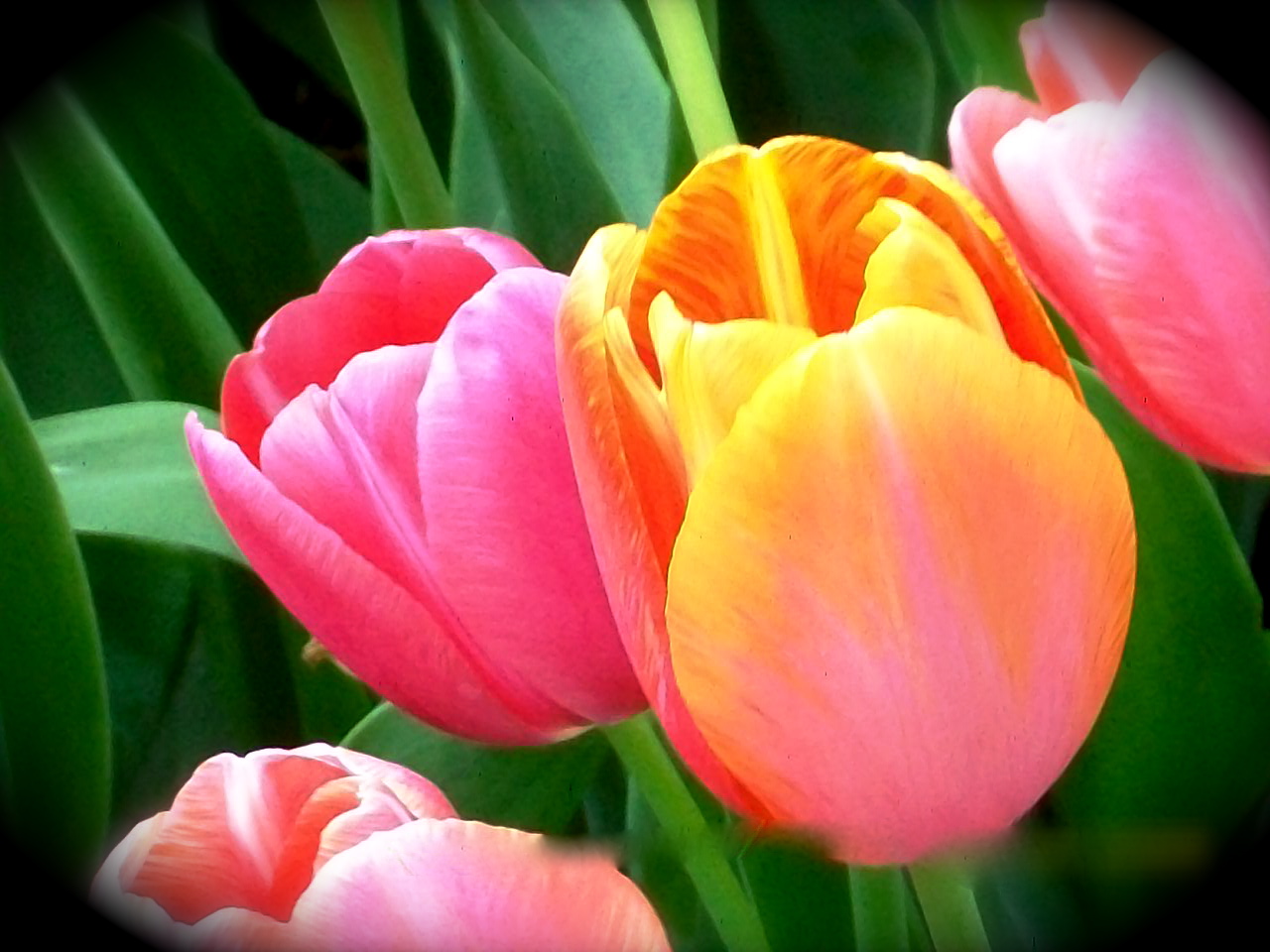 P O T A G E R: Here They Are.......My Favorite Tulips