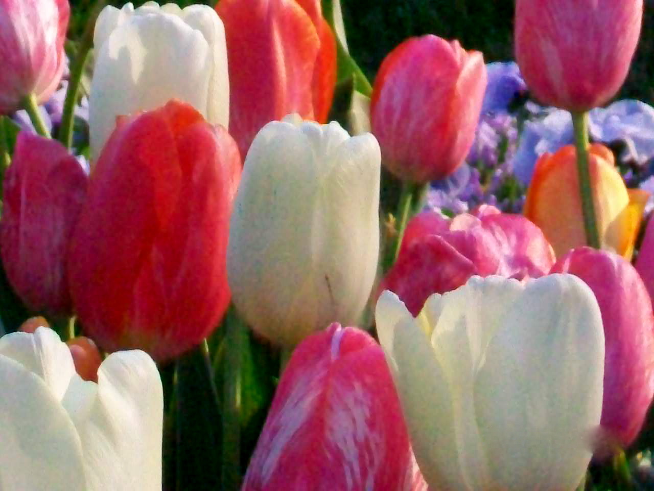 P O T A G E R: Here They Are.......My Favorite Tulips
