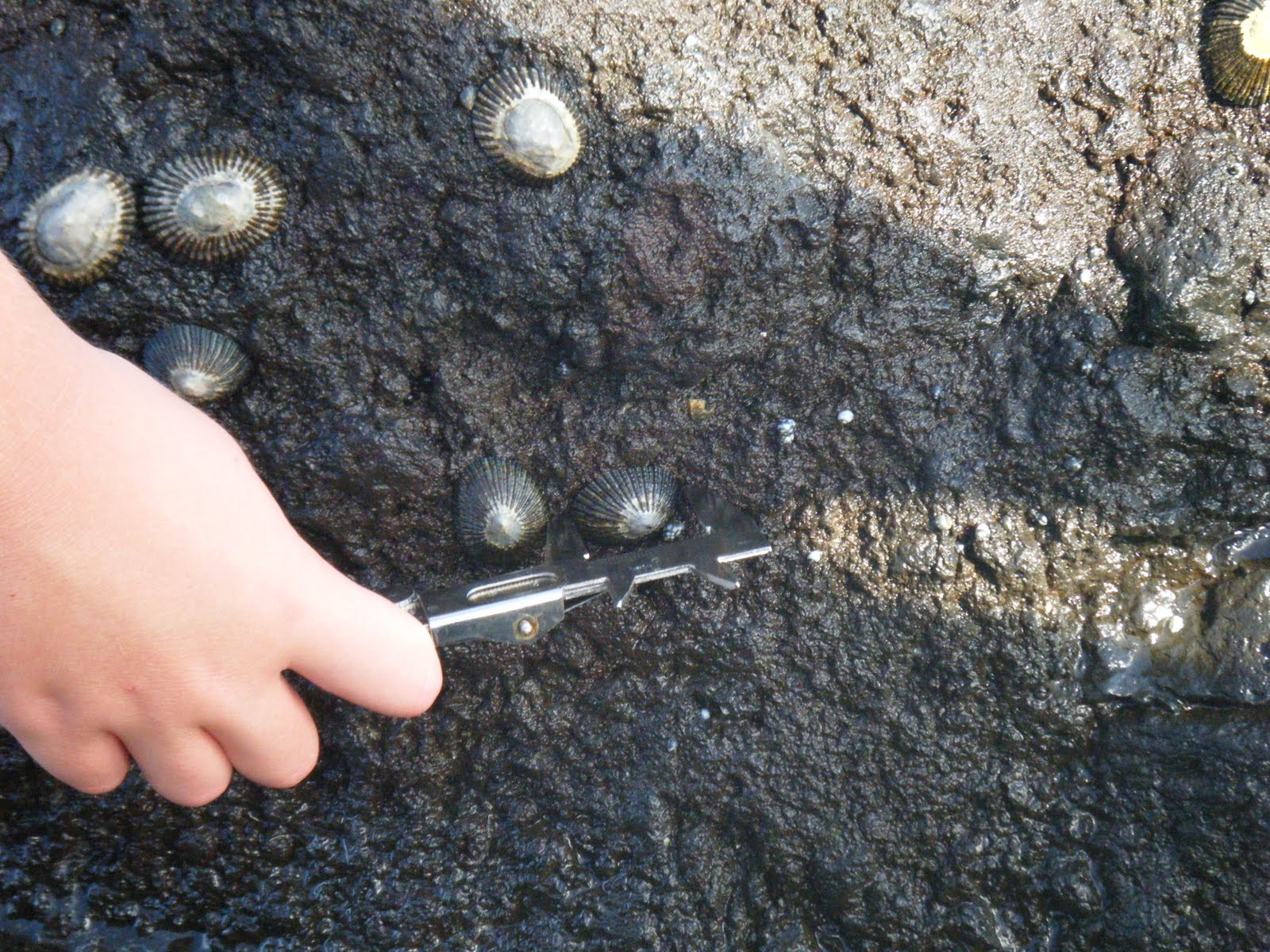 Science at KCS: June 2010