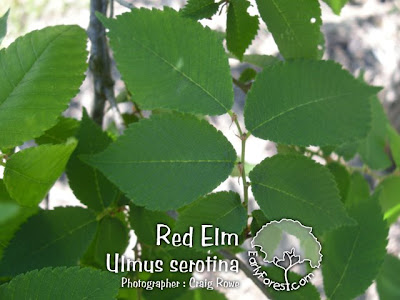 stephisetcoun: red elm tree pictures