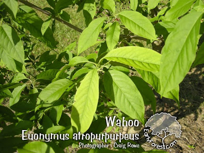Early Forest : Tree Photography and Information: Photo : Wahoo Leaves