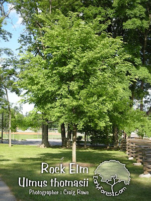 Early Forest : Tree Photography and Information: Photo : Rock Elm Tree