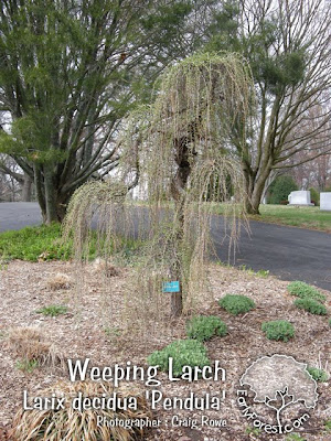 Early Forest : Tree Photography and Information: Photo : Weeping Larch