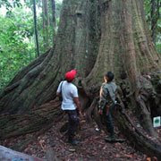 ALPHAVIEW: The OLDEST and LARGEST CENGAL tree in Malaysia