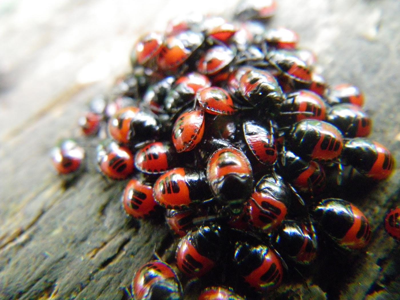 northshorewoman: ladybug cluster