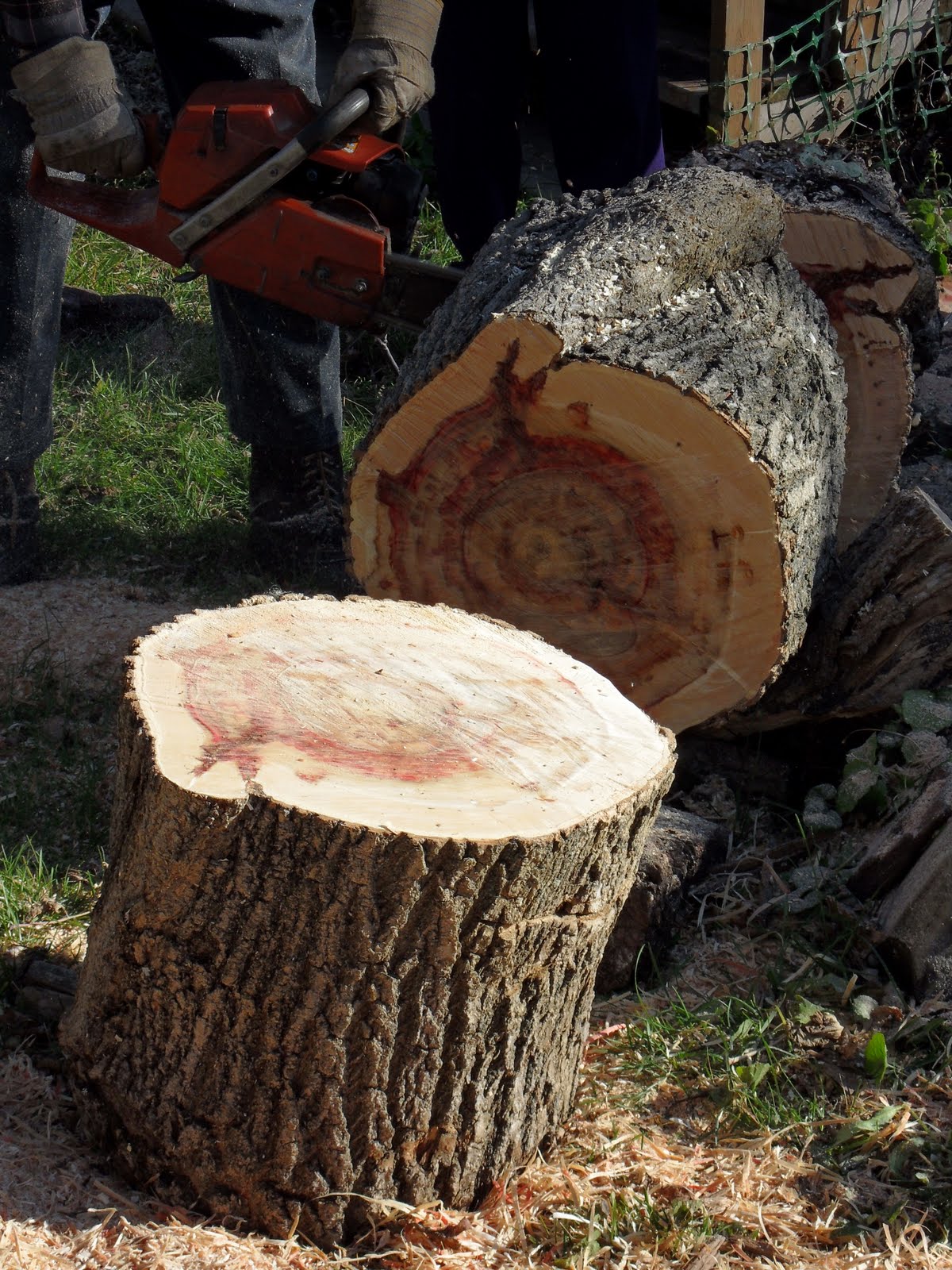 northshorewoman: how to take down a tree