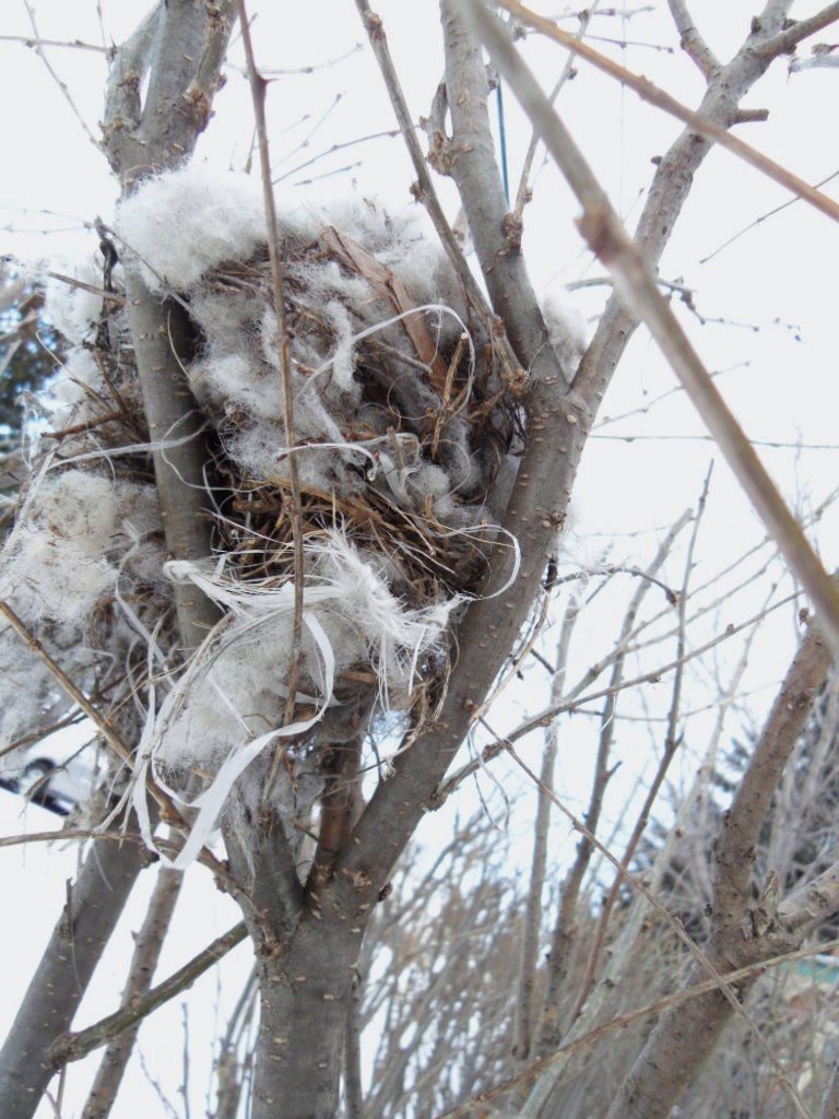 northshorewoman: an empty nest, a dog, and a deer