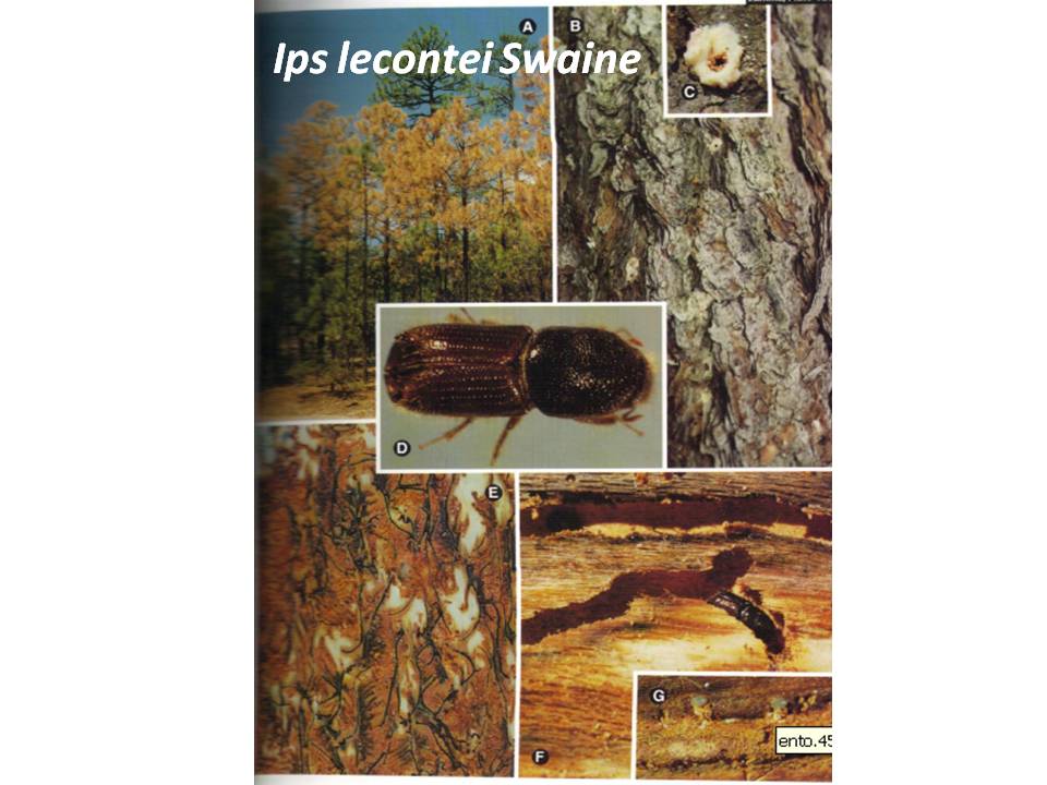 ENTOMOLOGIA FORESTAL ANGEL TORRES: noviembre 2010