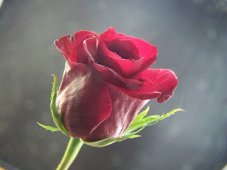 Gardening and Flowers: Maroon Rose