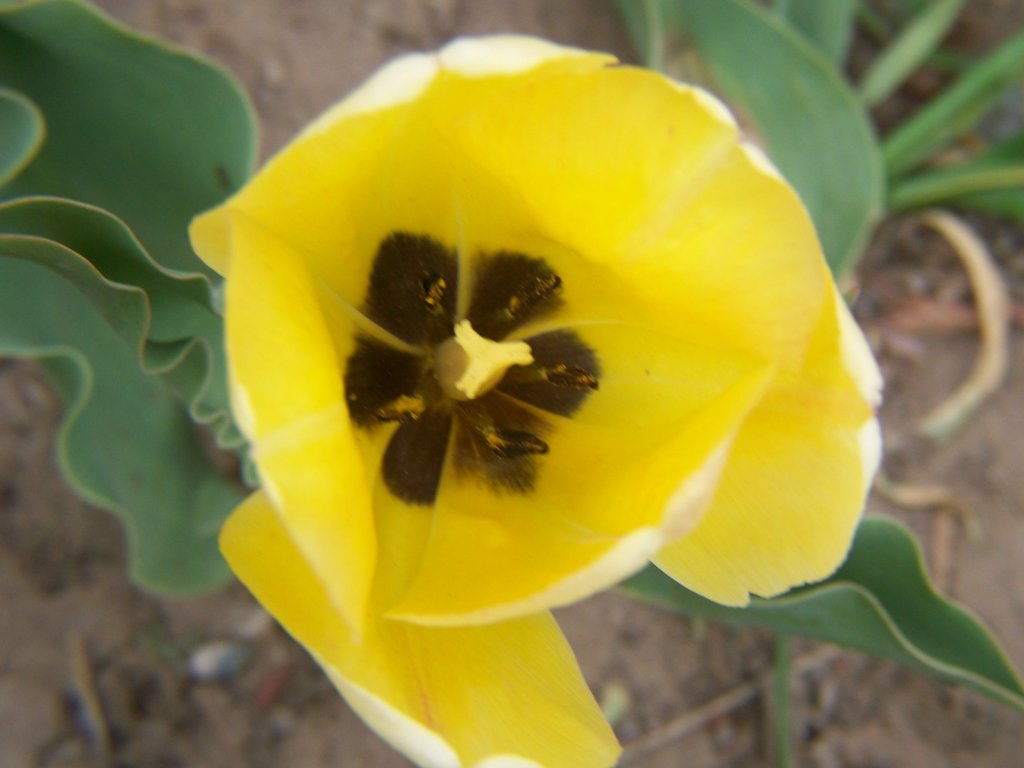 Gardening and Flowers: Yellow Tulip Flowers