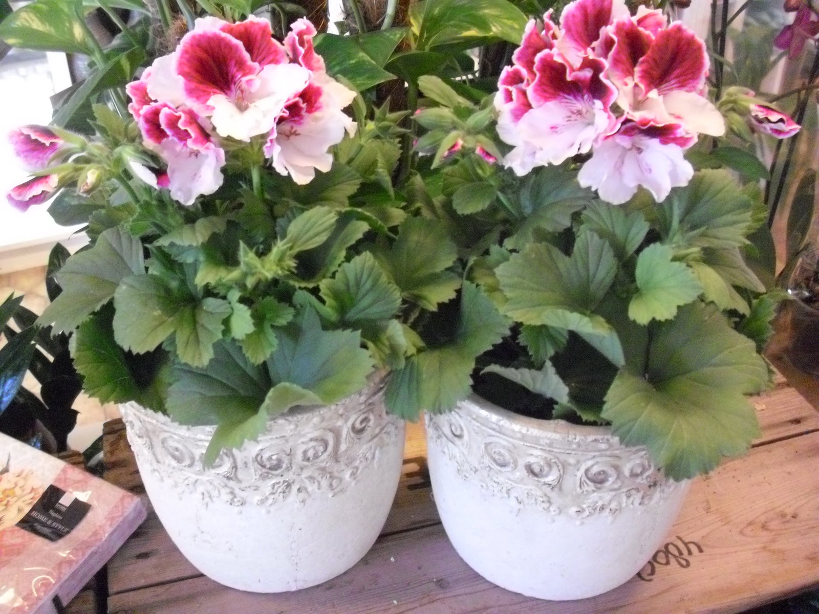 Blomstersmia: Engelsk pelargonia