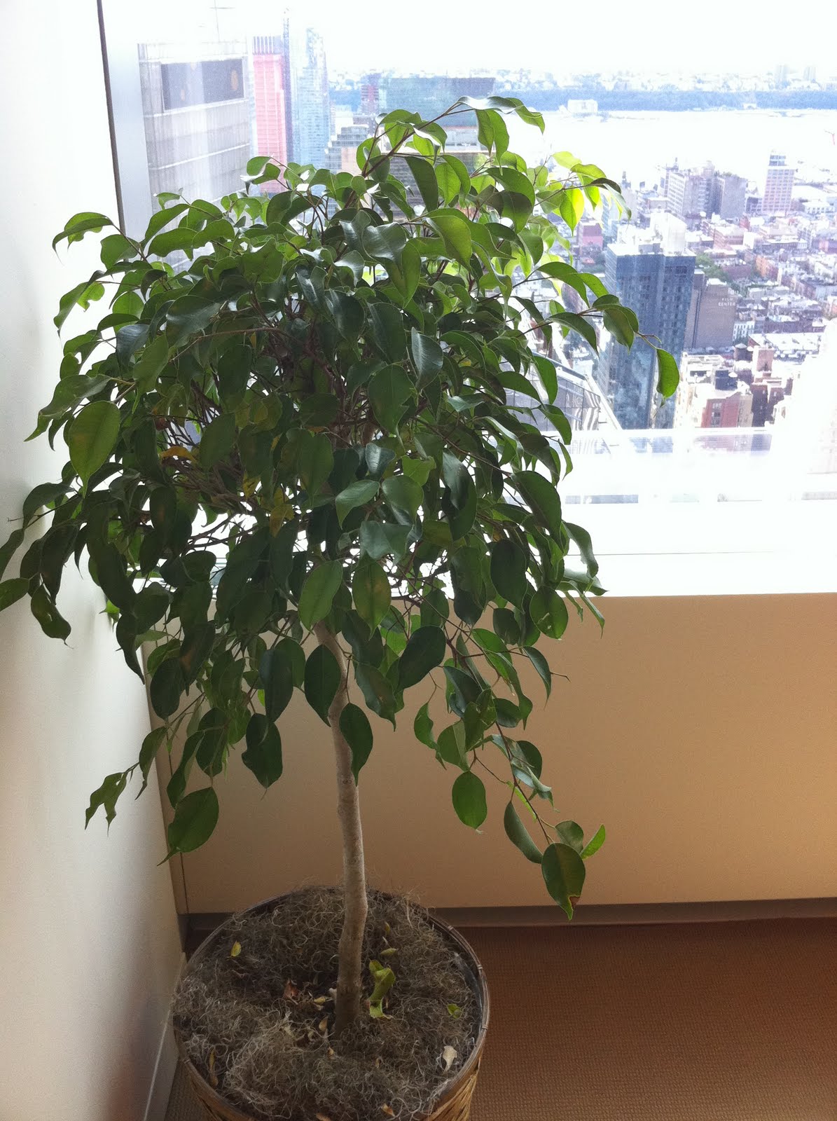 Plant Something: Tall Tale: A Plant Story 40 Flights Up - Part 2