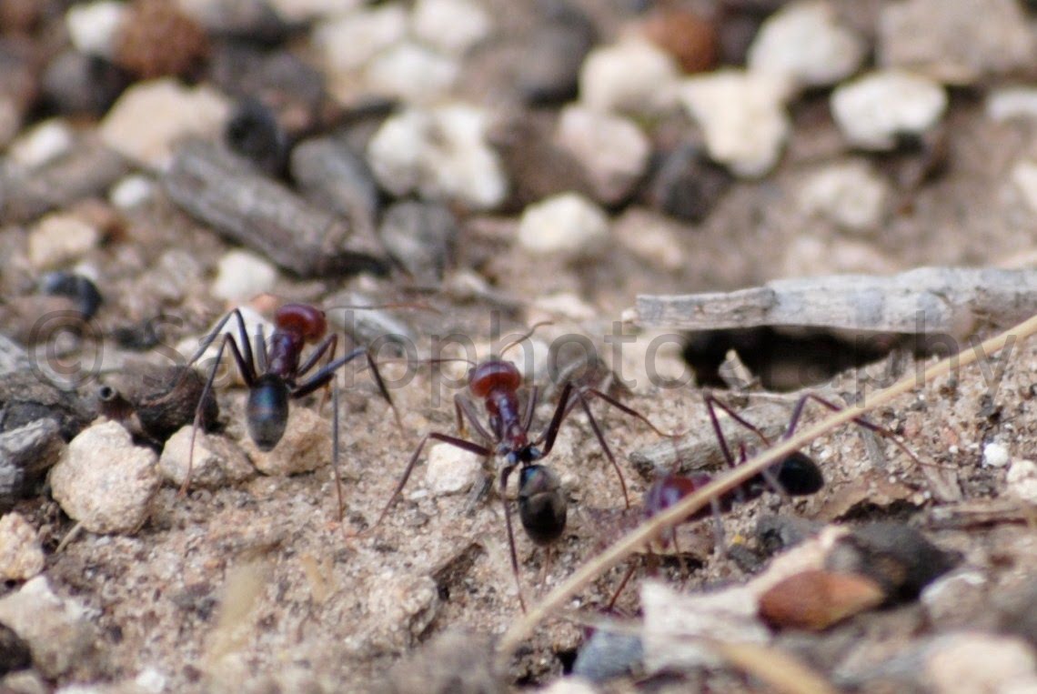 Sam Lo Photography: Keith, South Australia (2)