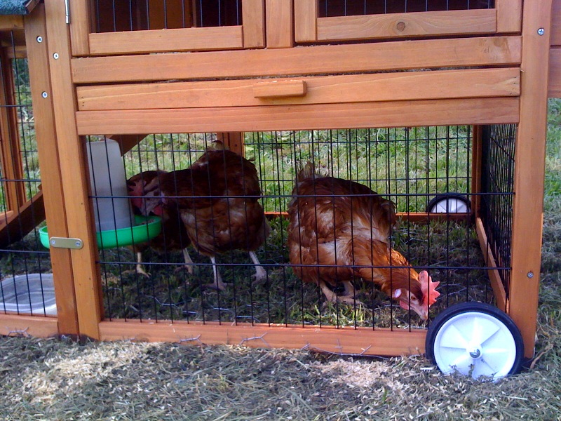 Food for Friends and Family: Chook Chook Chookie….