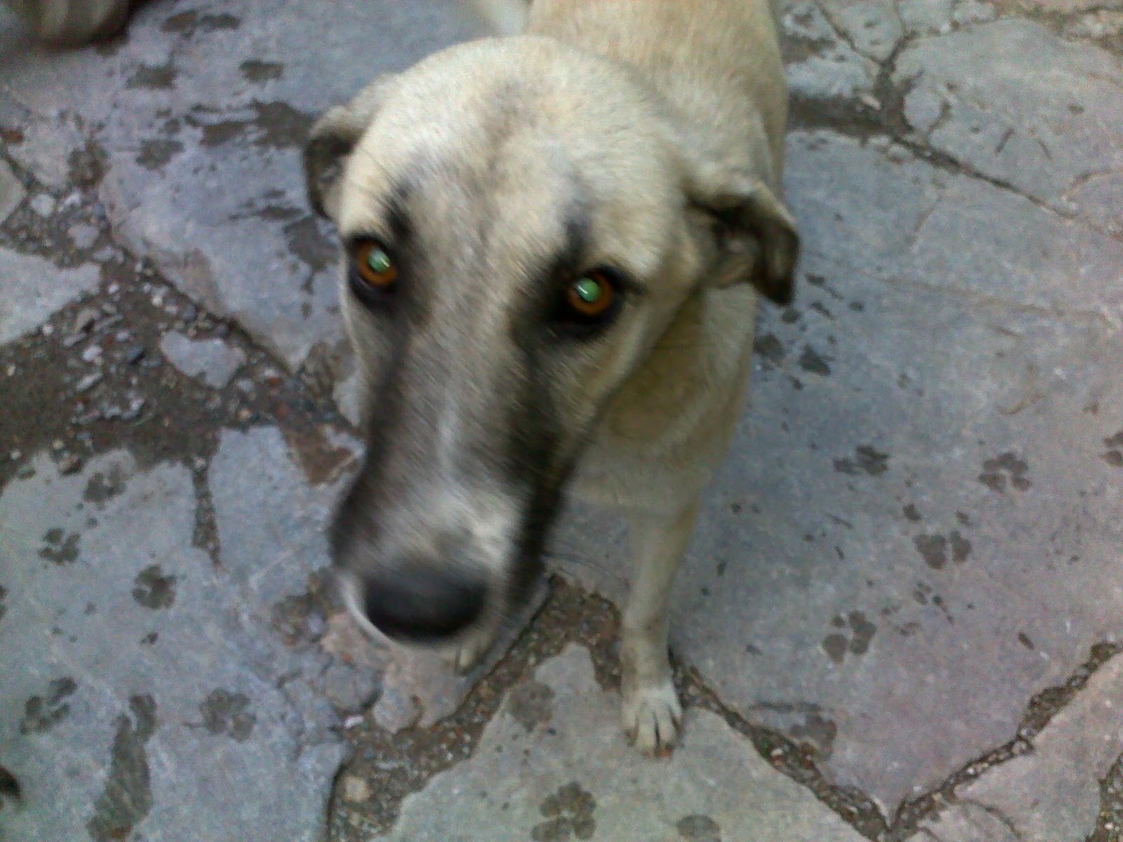 Barnaby Does Istanbul: Tiles, Ruins and Bumpy Boat-Rides in Iznik