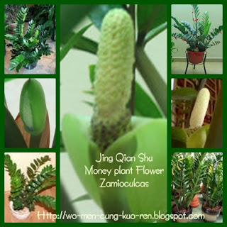 We Are Chinese People: Plants, Fruits, And Flowers Among Chinese People