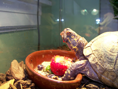 St. Matthews Station: October animals