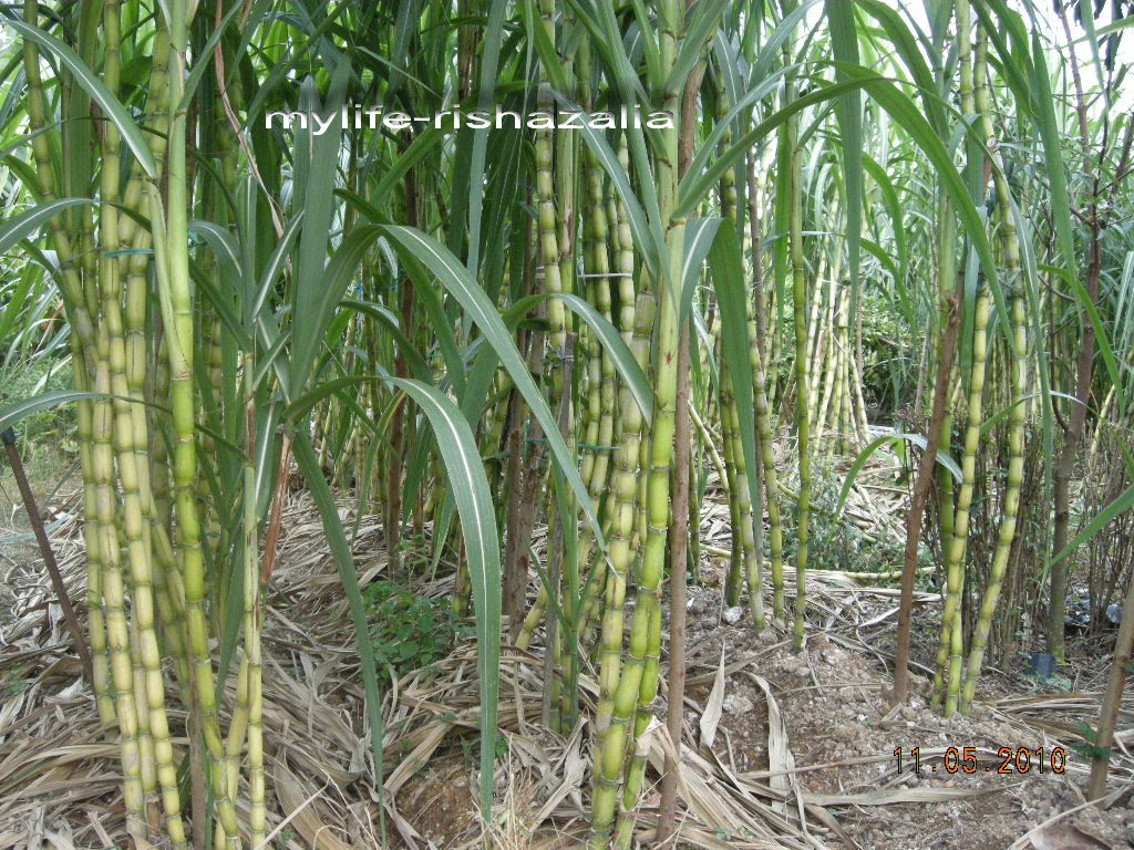 About my hobbies: Kebun Tebu