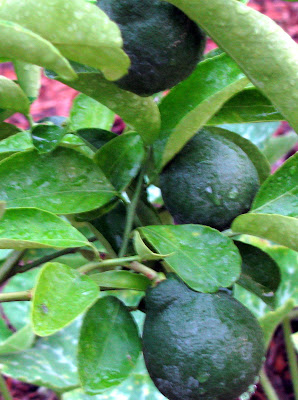 Gardening Fool: Sambo Lemons