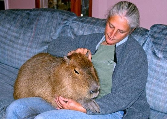 Wit and Humour from the Flatlands: Largest Guinea pig in South America