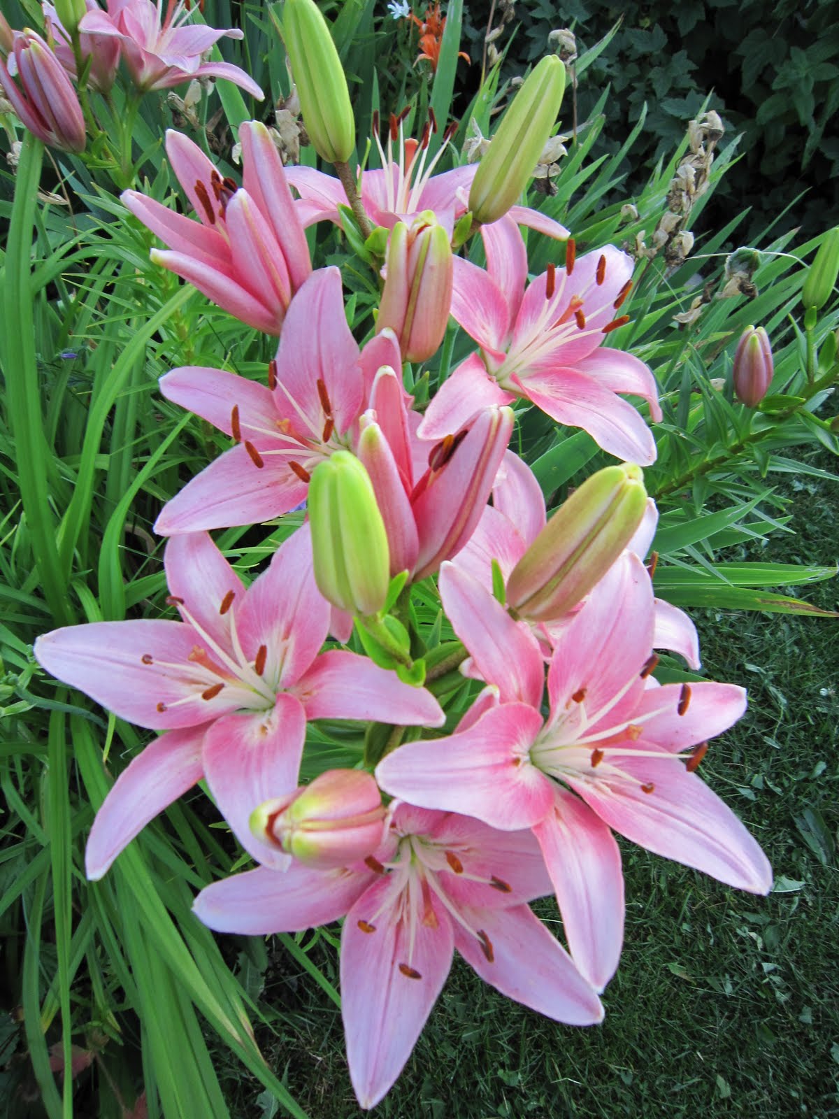 Lilja Löffler - JungleKey.de Wiki