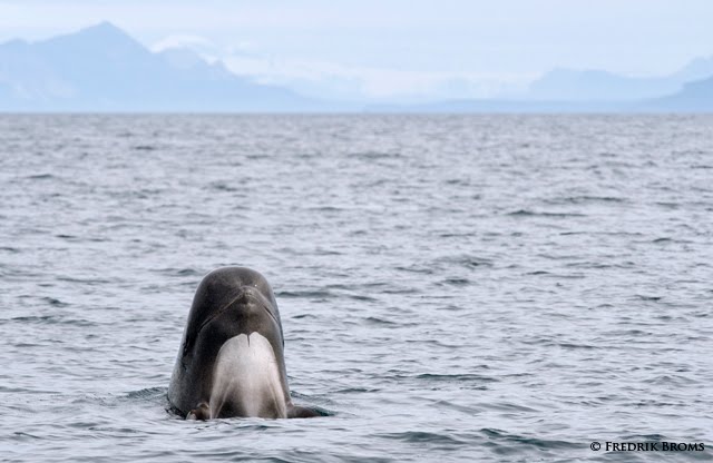 Northern Lights Photography: augusti 2010