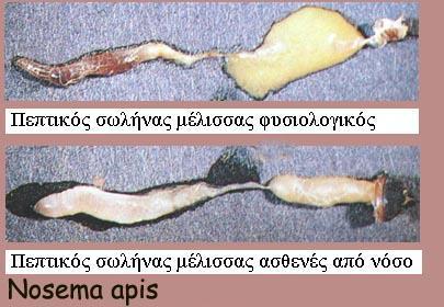 ΜΕΛΙΣΣΟΚΟΜΙΚΟΣ ΣΥΛΛΟΓΟΣ Ν. ΠΕΛΛΑΣ-O ΜΕΓΑΣ ΑΛΕΞΑΝΔΡΟΣ-BEE CLUB PELLAS ...