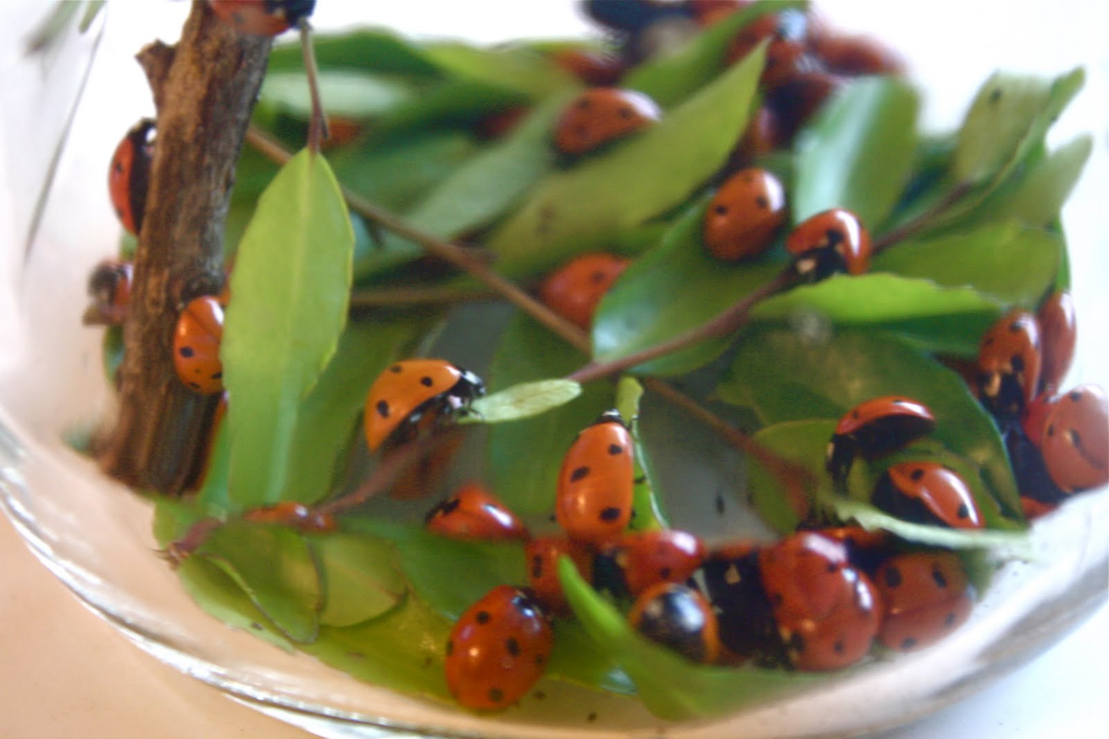 Get Rid of Pesty Insects Naturally