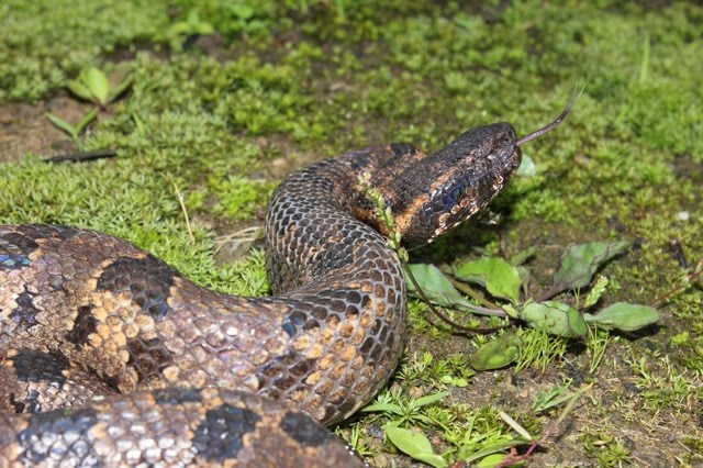 The Gerry Martin Project: Arunachal Reptile Survey - September, 2010