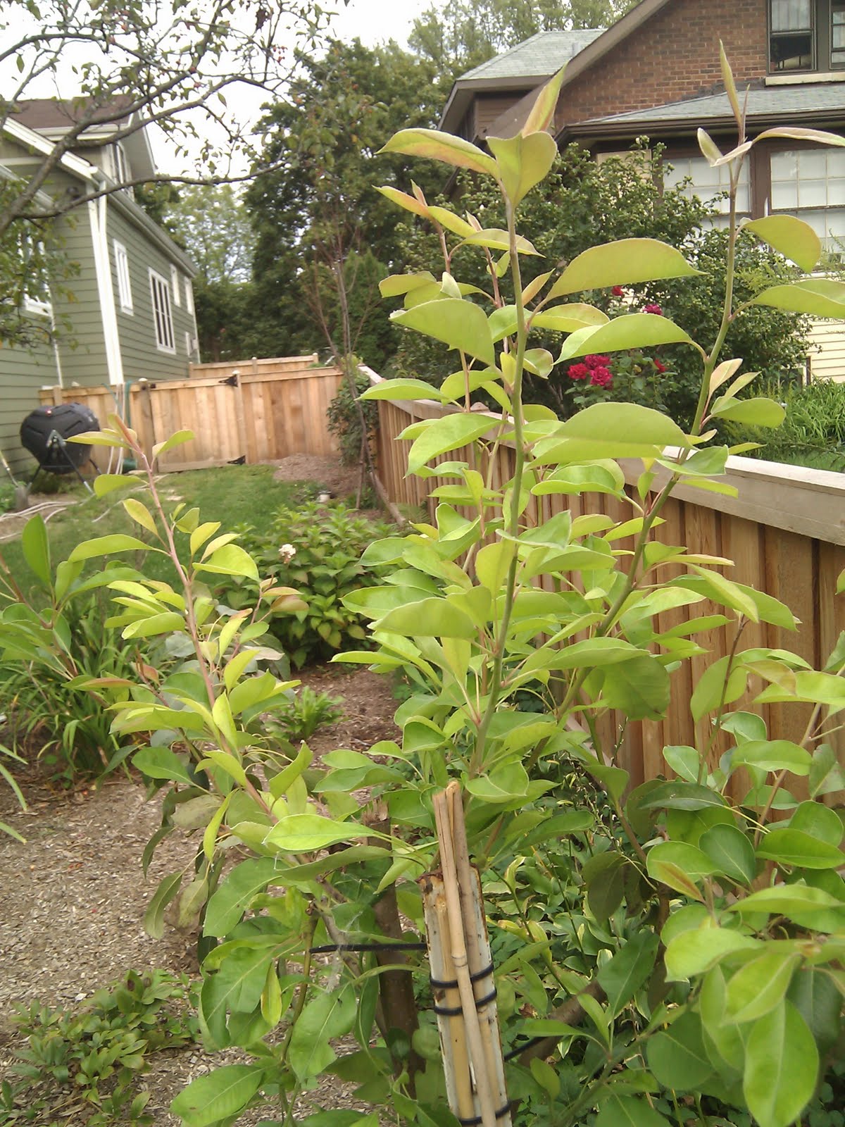 Pear Tree Grows Back (Sorta!)