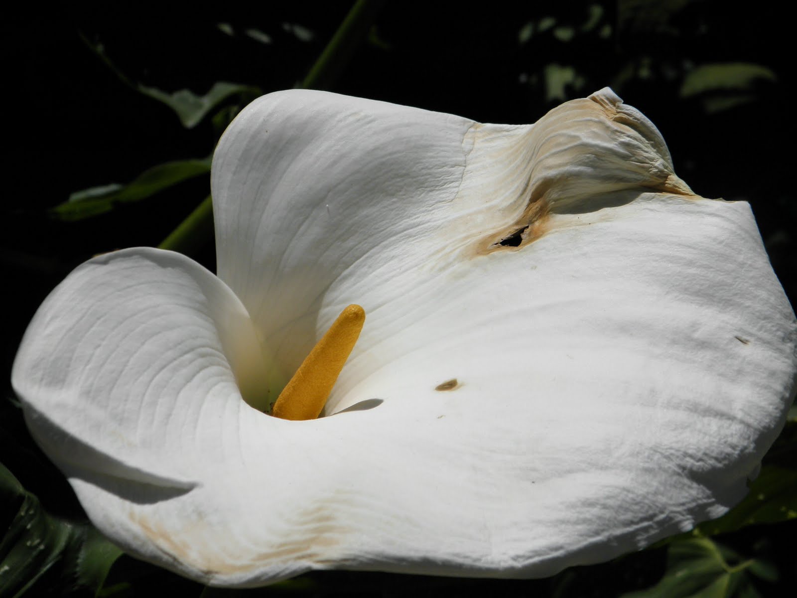The Cala Lily