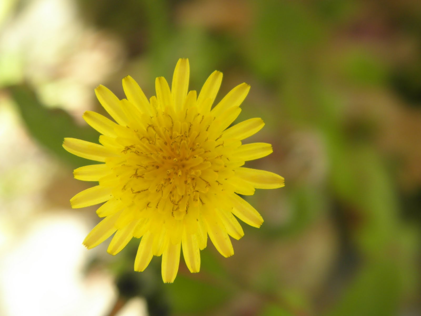Backyard Weeds & Flowers